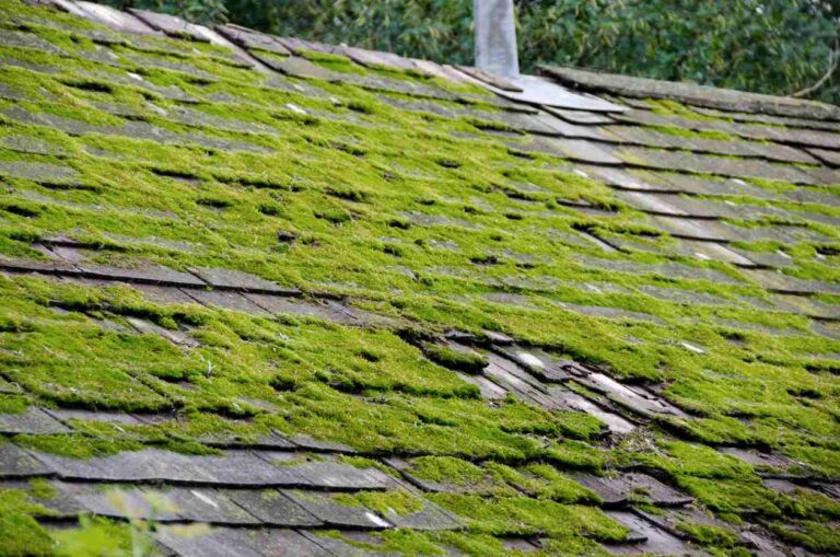 Algae, Mold, and Moss: How They Damage Your Roof and How to Prevent It ...