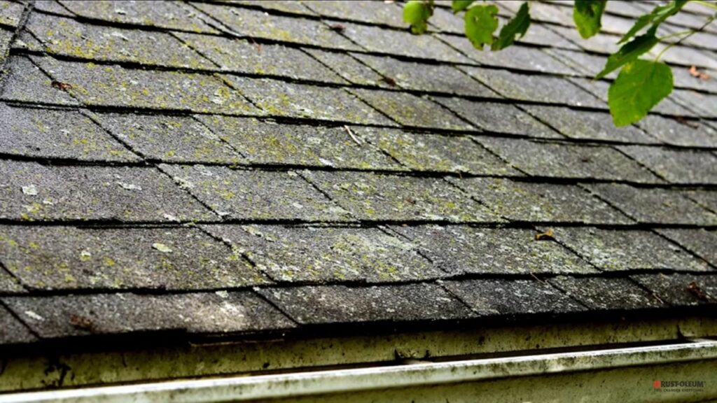 Algae, Mold, and Moss: How They Damage Your Roof and How to Prevent It ...